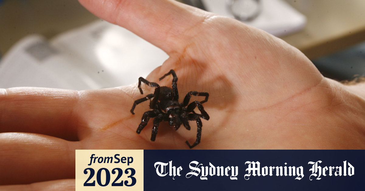 Ig Nobels 2023 Scientists Lick Rocks Spiders Are Grippy And Anchovies